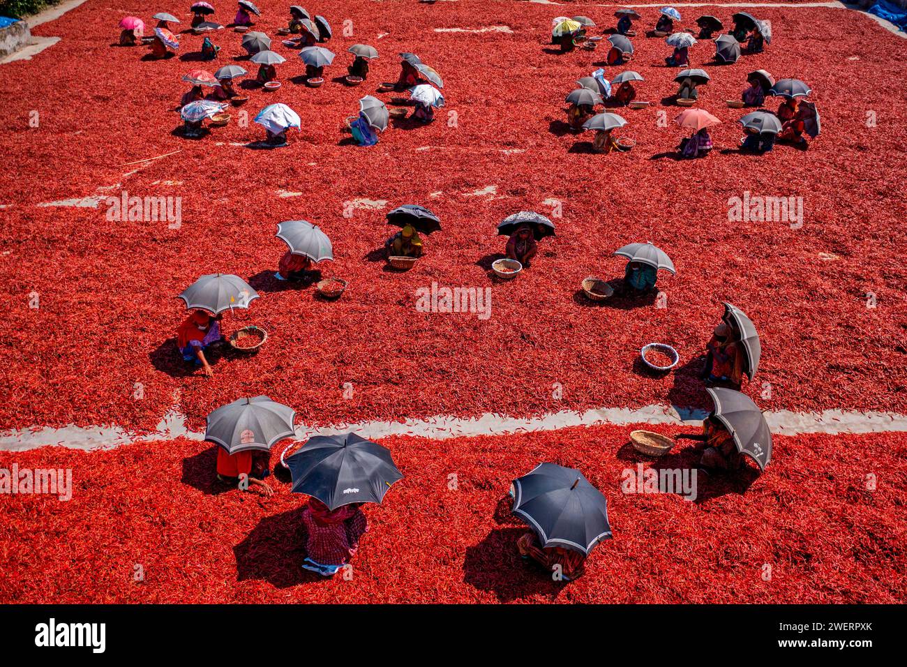 Chilli pickers hi-res stock photography and images - Alamy