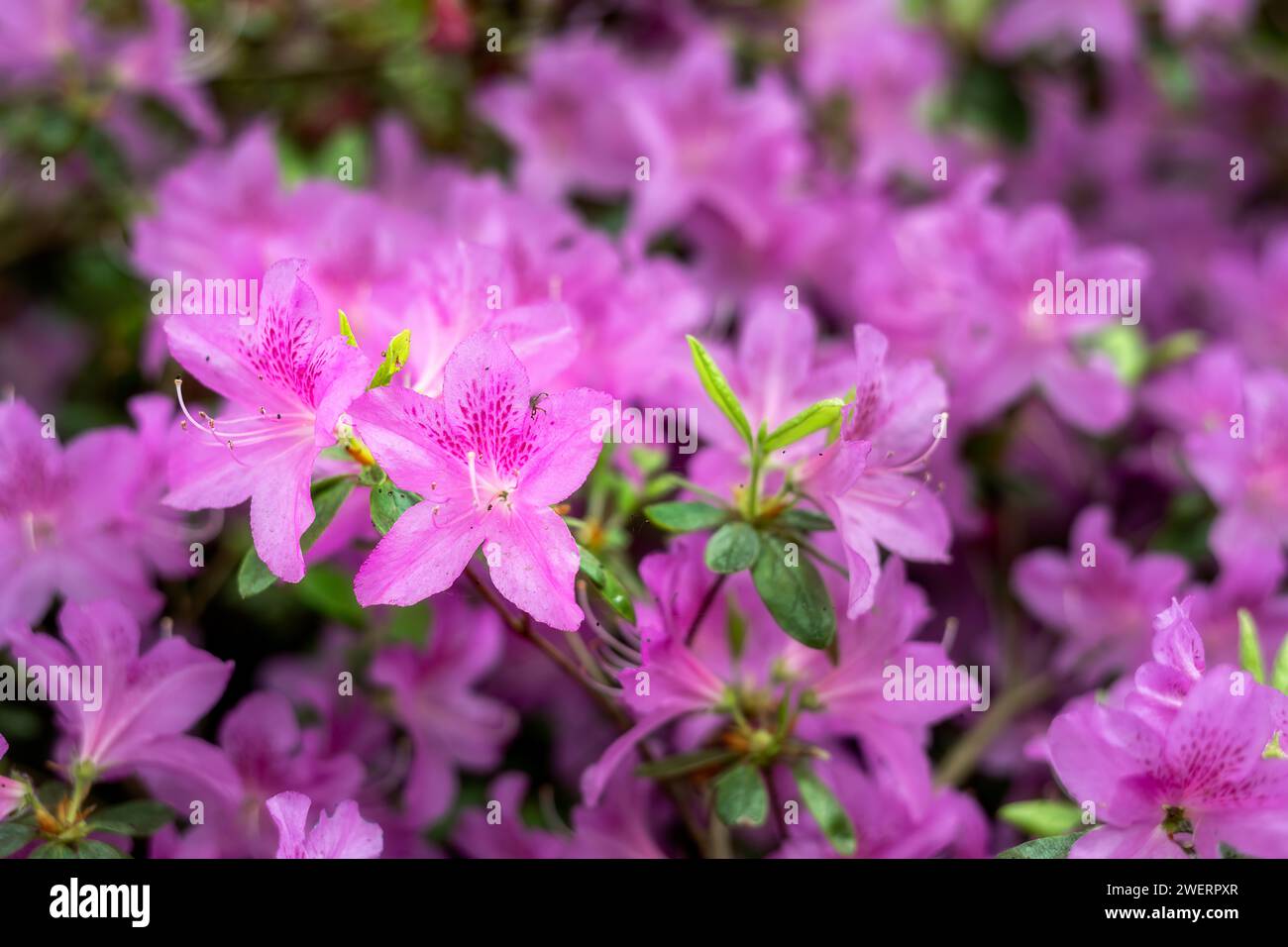 Spring stamen hi-res stock photography and images - Alamy