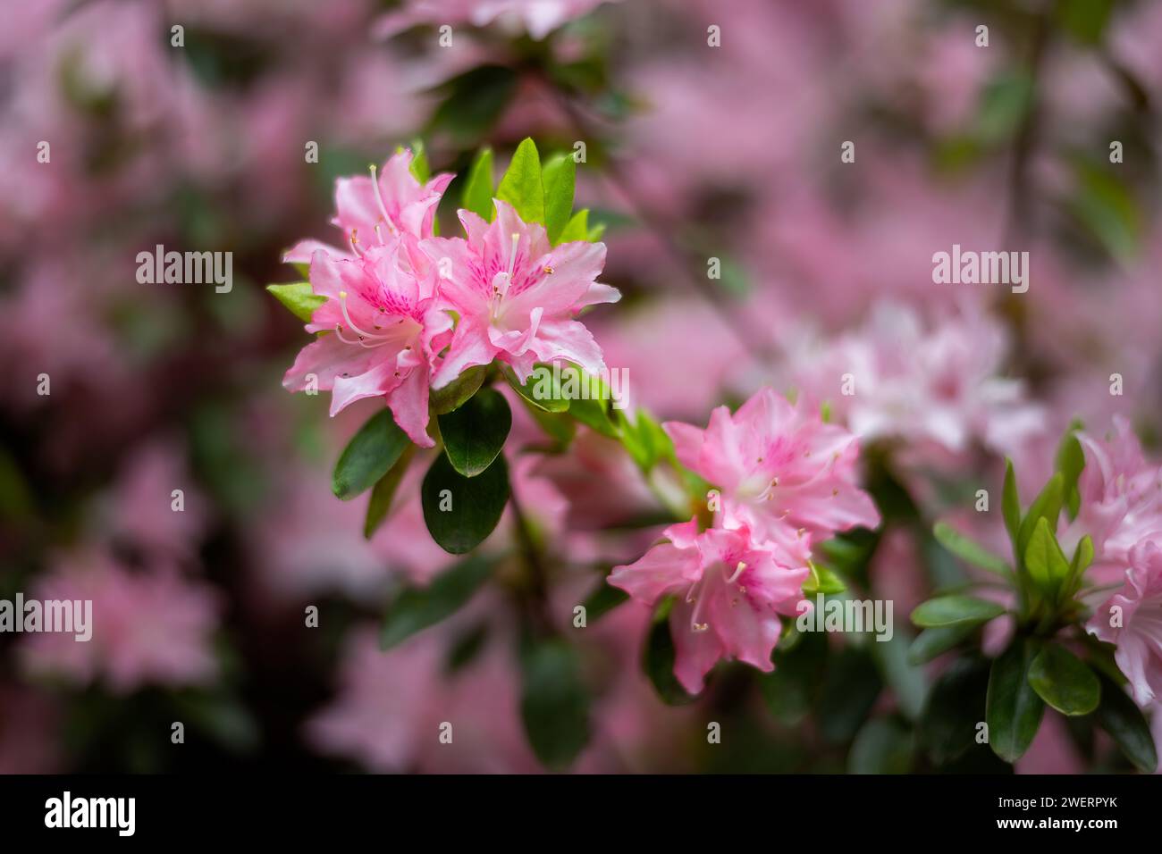 Spring stamen hi-res stock photography and images - Alamy