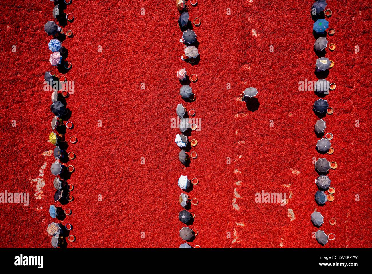 Chilli pickers hi-res stock photography and images - Alamy
