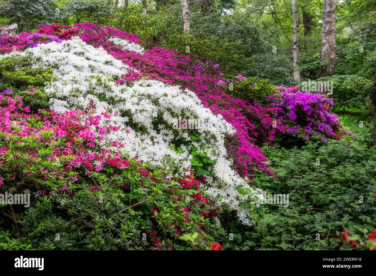 Colourful spring shrub hi-res stock photography and images - Alamy