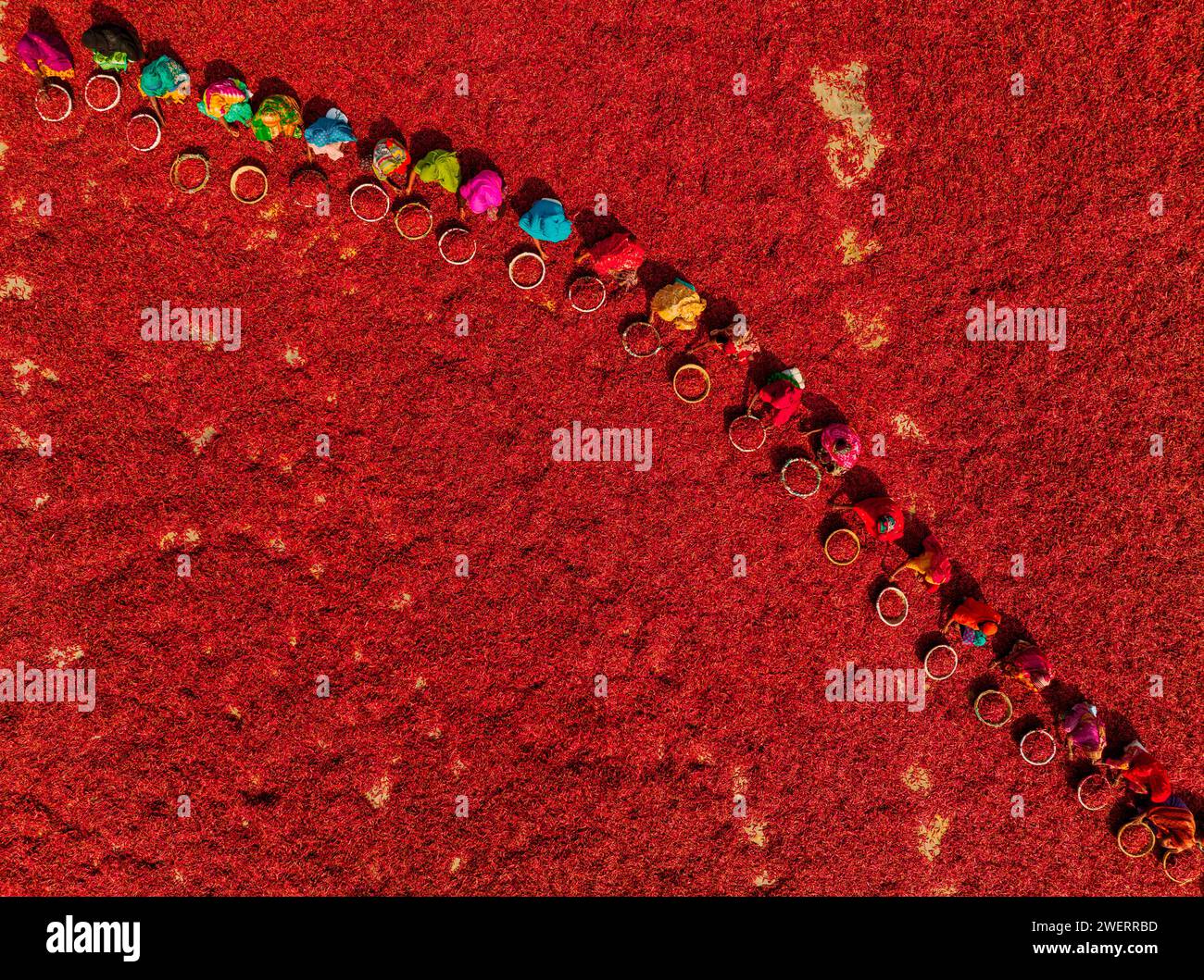 Aerial view of Woman picking red chilies using bowls to sort the chilli ...