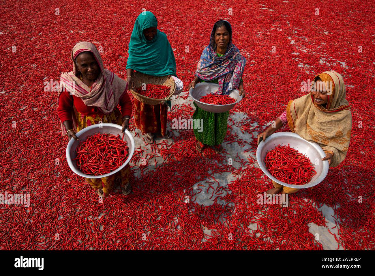 Aerial view of Woman picking red chilies using bowls to sort the chilli ...