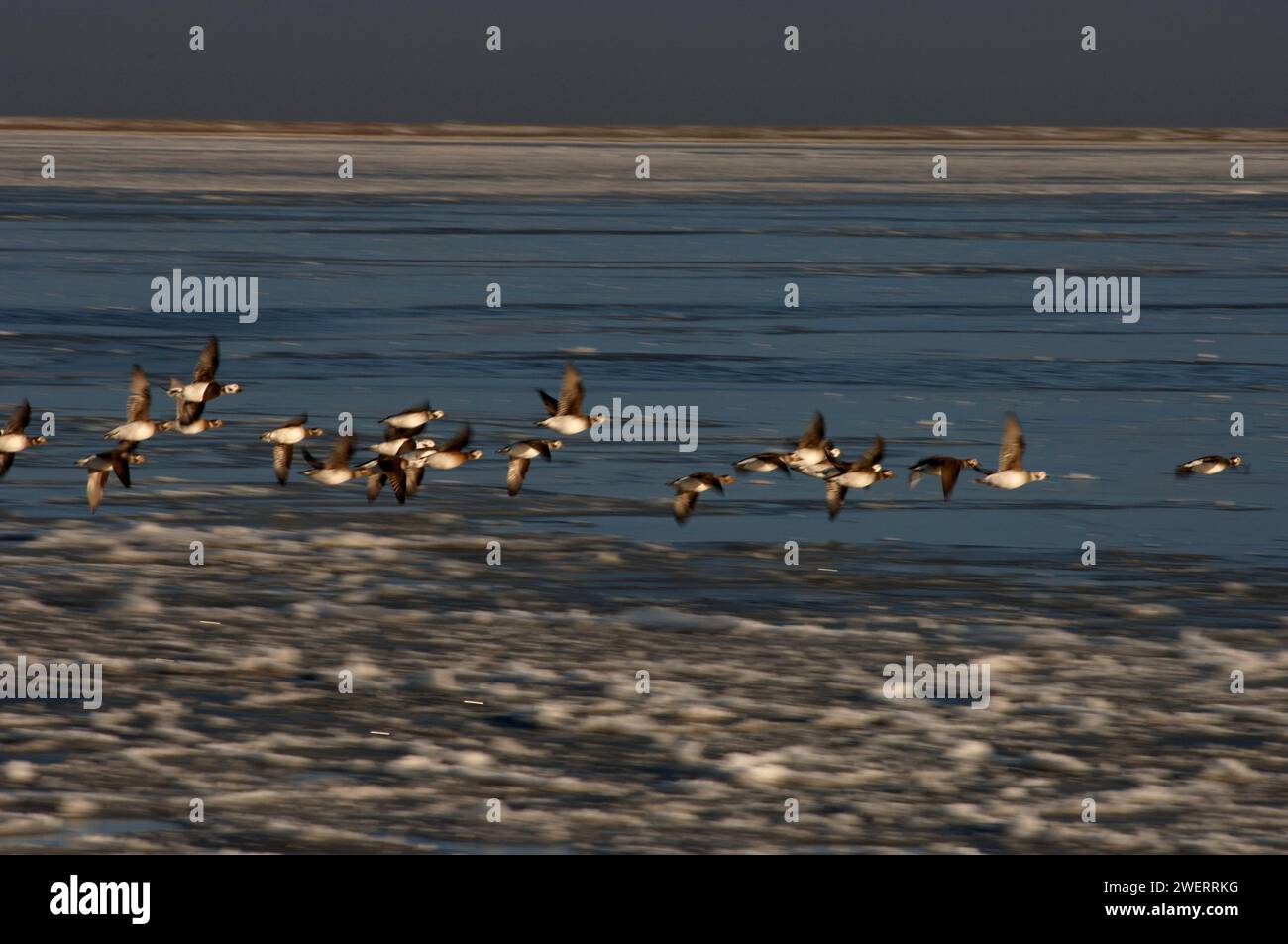 Old squaw hi-res stock photography and images - Alamy