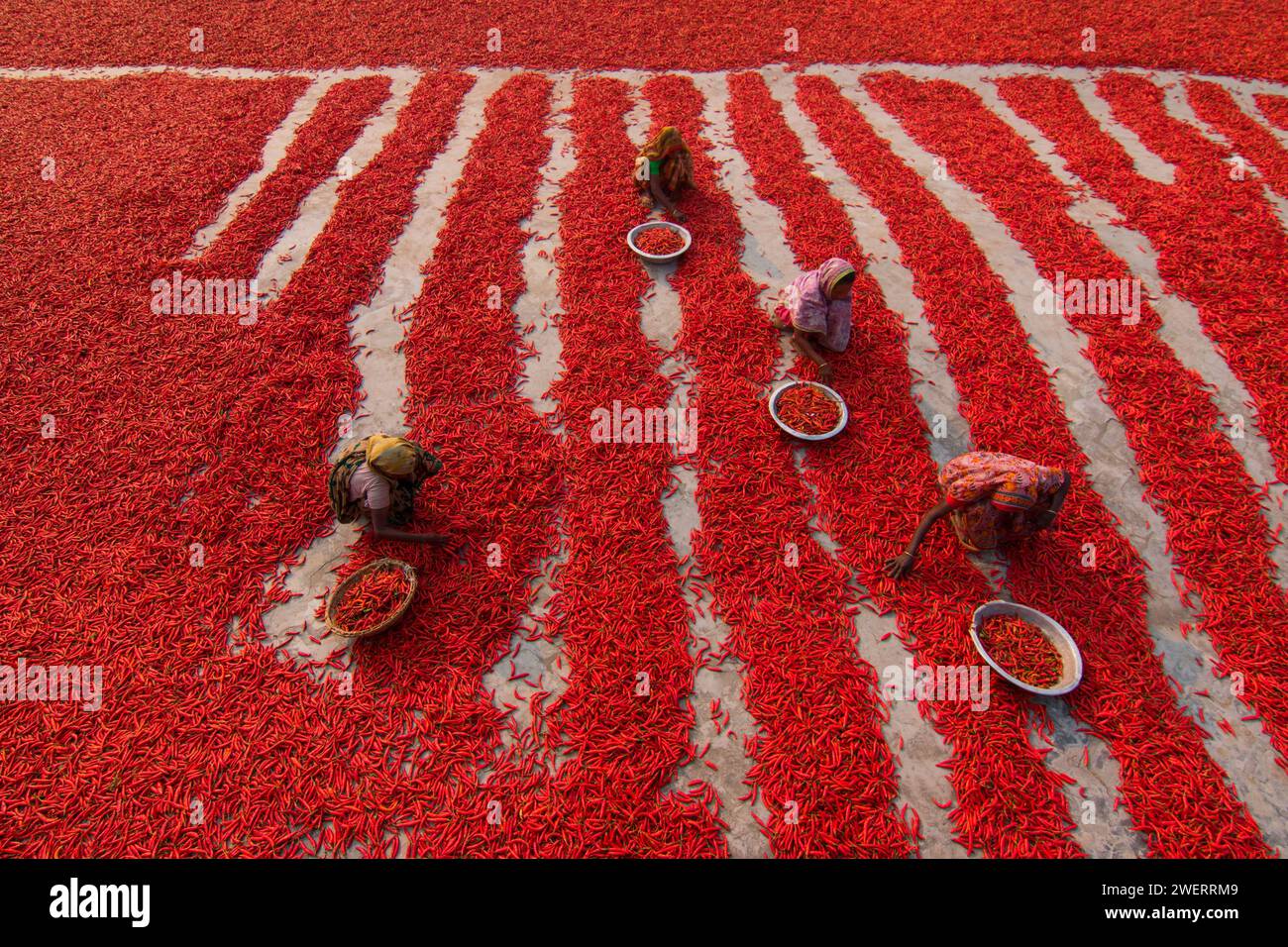 Aerial view of Woman picking red chilies using bowls to sort the chilli ...