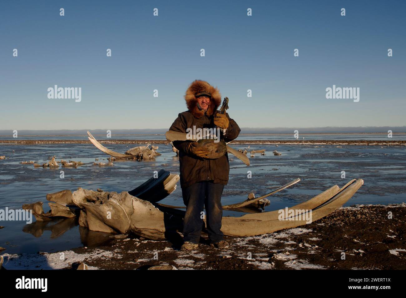 local inupiat artist shows a bowhead whale, Balaena mysticetus ...
