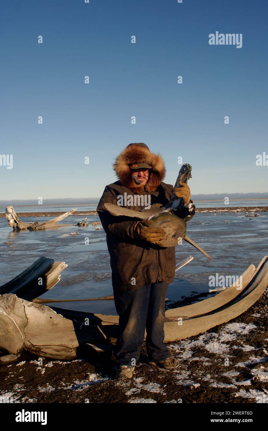 local inupiat artist shows a bowhead whale, Balaena mysticetus ...