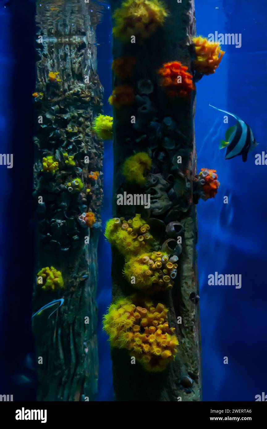 Some yellow Sun Corals (Tubastraea tagusensis) and swimming fishes ...