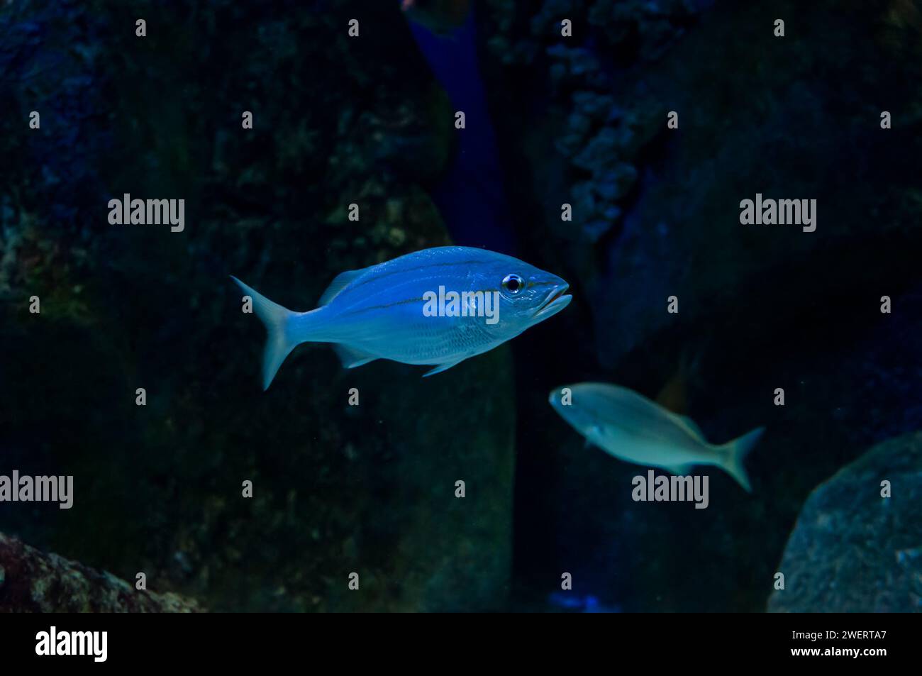 A Tomtate Grunt fish (Haemulon aurolineatum) swimming inside one of ...