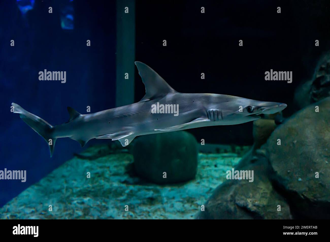 A Bonnethead shark (Sphyrna tiburo) swimming inside one of the marine ...