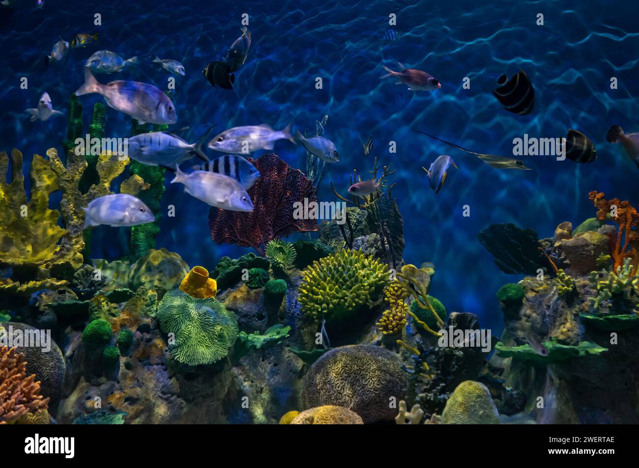 Colorful coral reefs with lots of fishes swimming around inside one of ...
