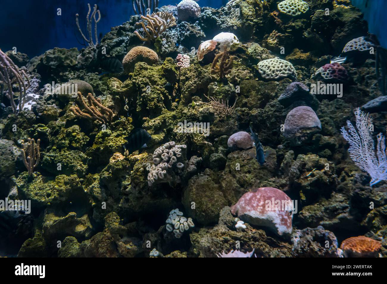 Colorful coral reefs with some fishes swimming around inside one of the ...