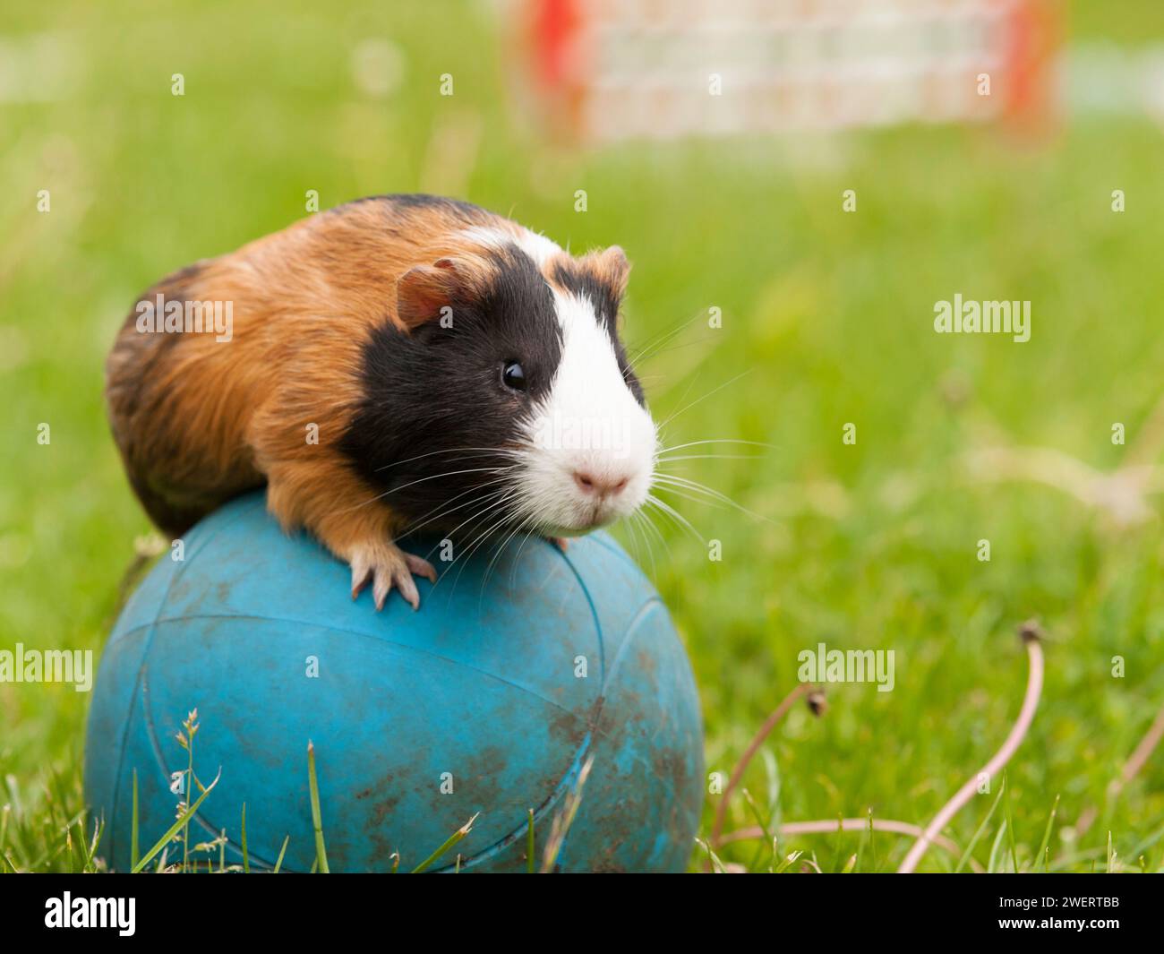 Guinea ball hi-res stock photography and images - Alamy