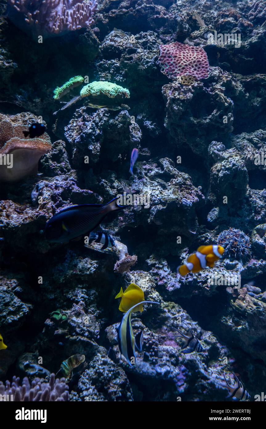 Colorful coral reefs and some fishes swimming around inside one of the ...