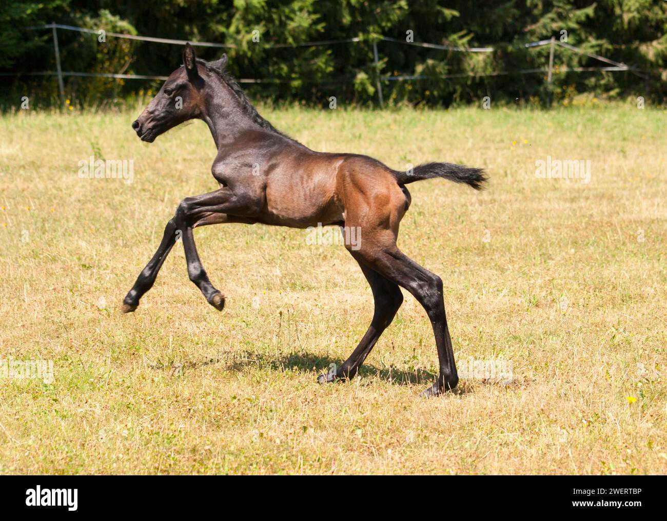 Foal galloping horse hi-res stock photography and images - Alamy