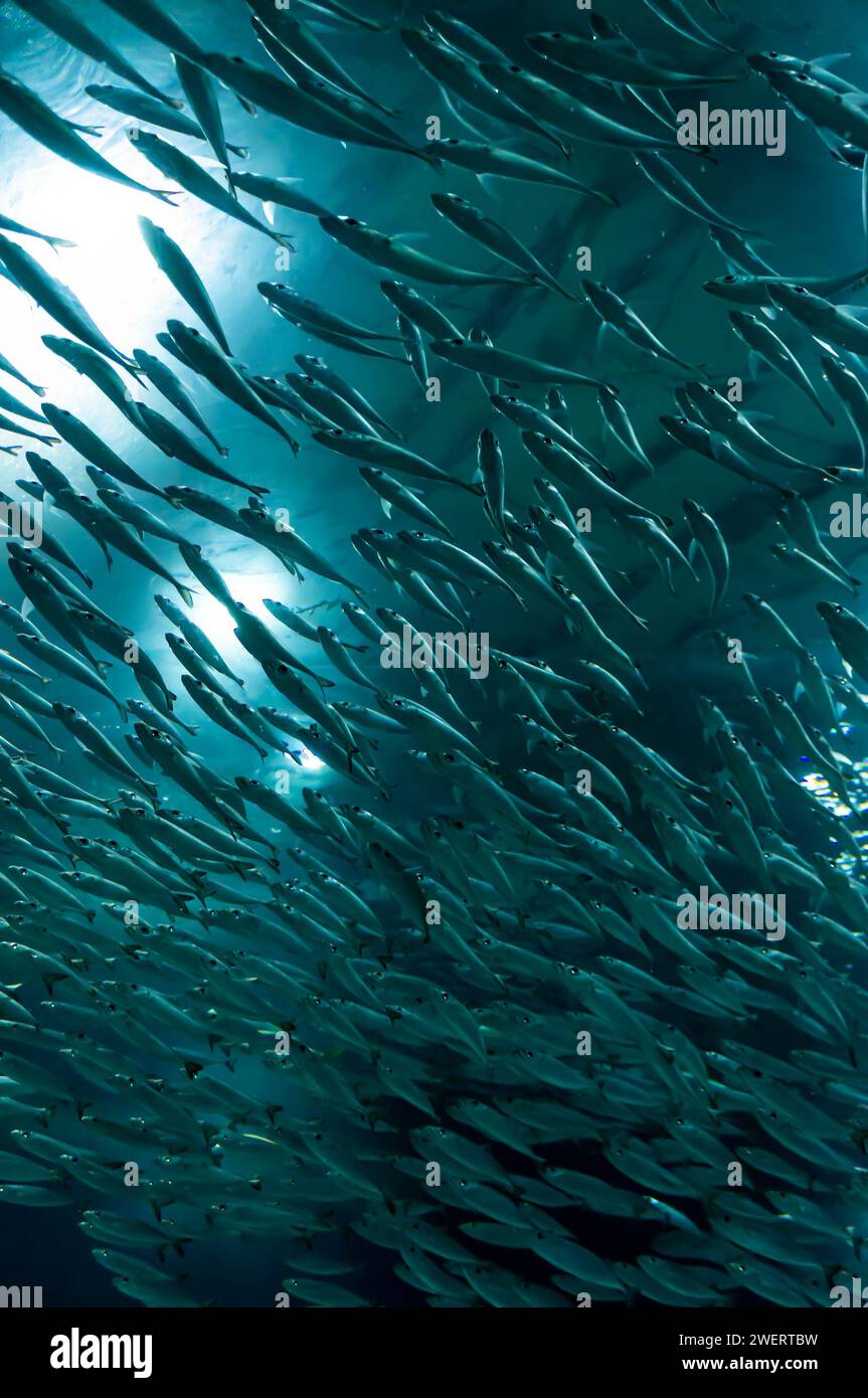 Fishes in public big aquarium hi-res stock photography and images - Alamy