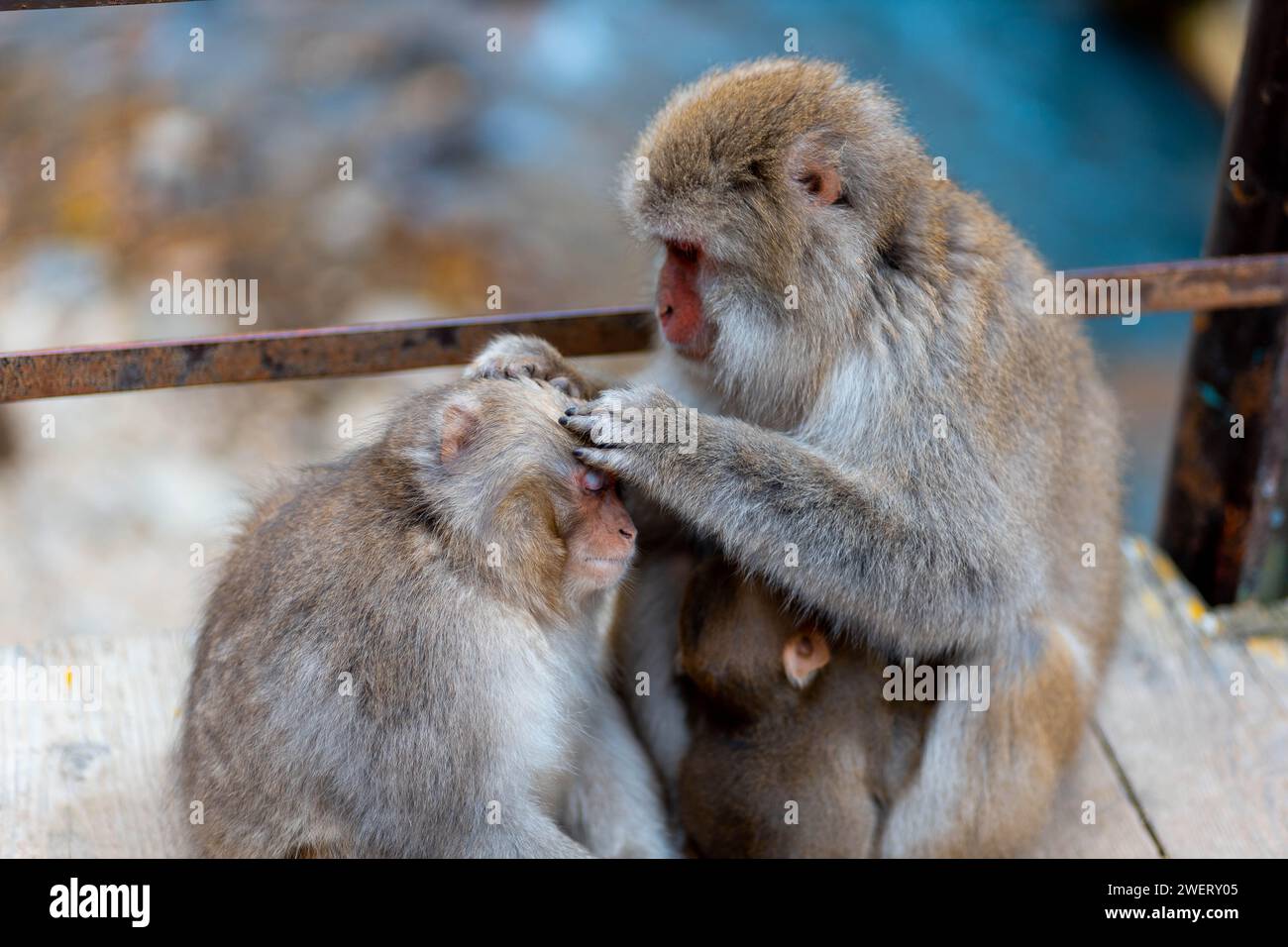 Japanese snow monkeys sign hi-res stock photography and images - Alamy