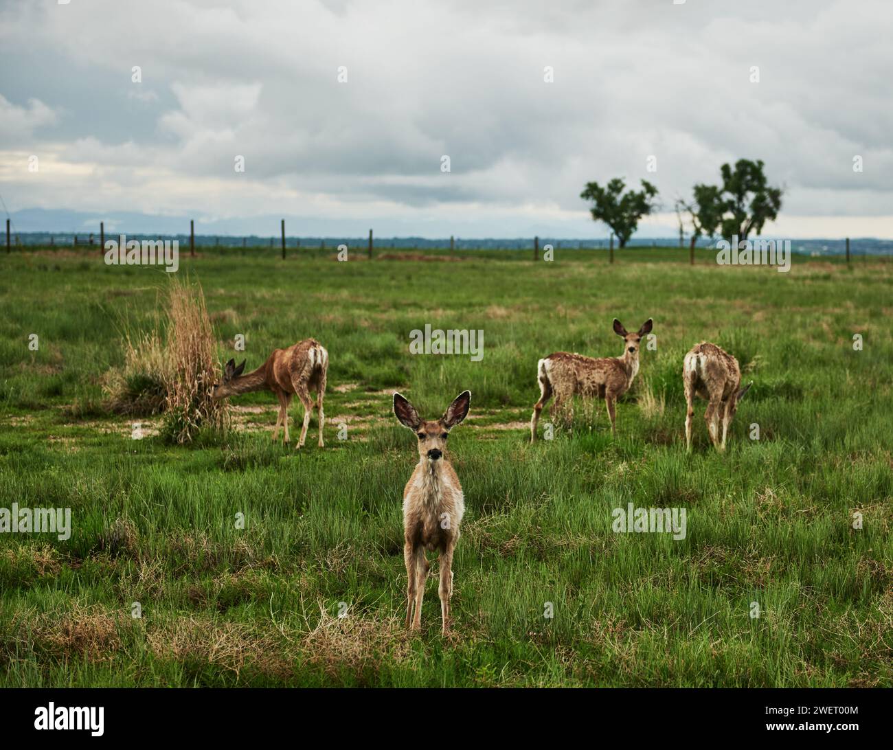 Wild deer in Denver, Colorado Stock Photo - Alamy