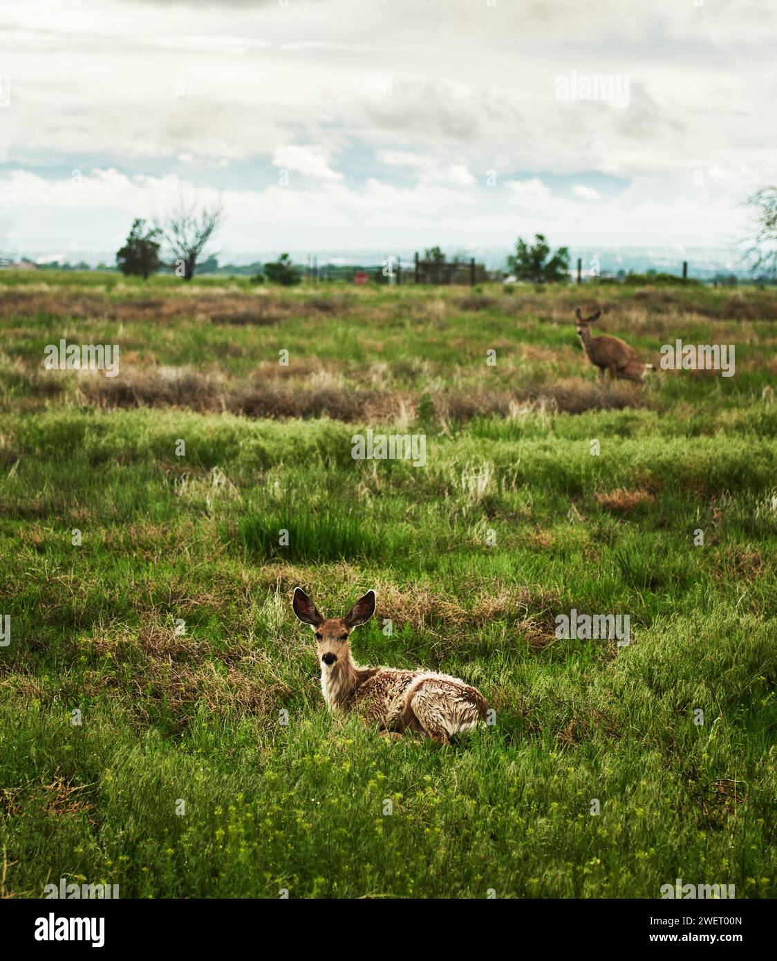 Wild deer in Denver, Colorado Stock Photo - Alamy