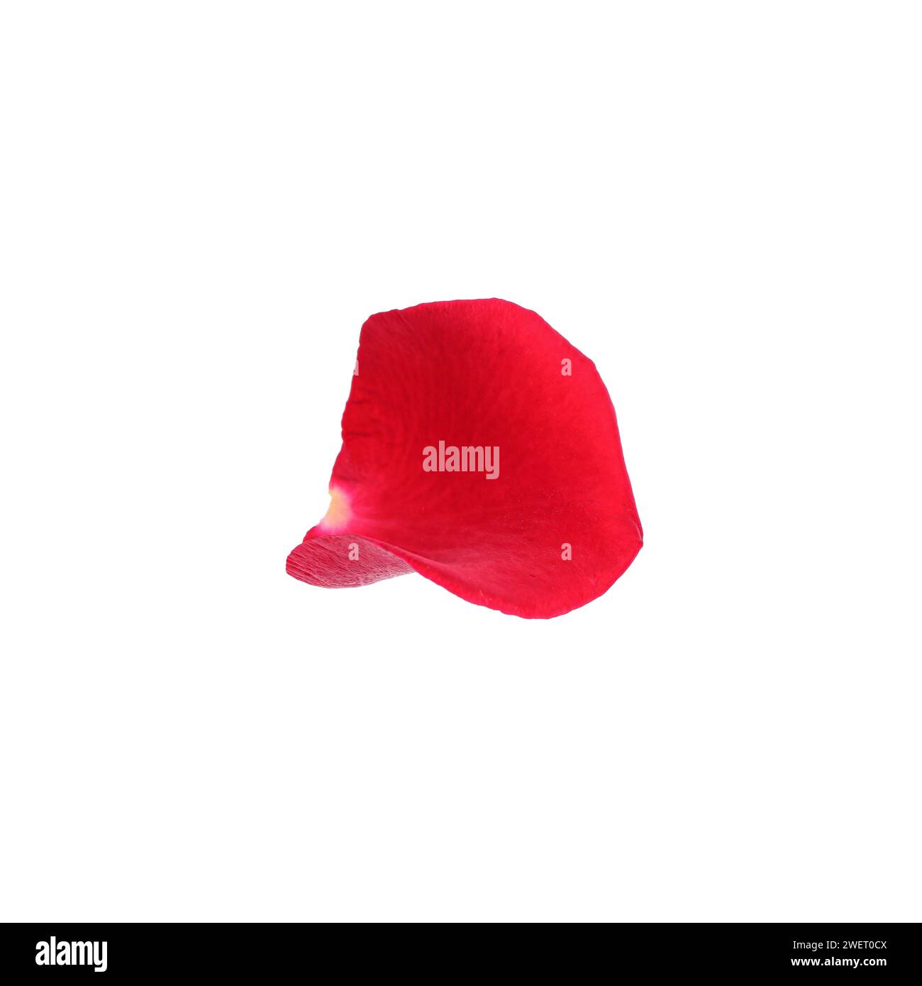 Tender red rose petal isolated on white Stock Photo - Alamy