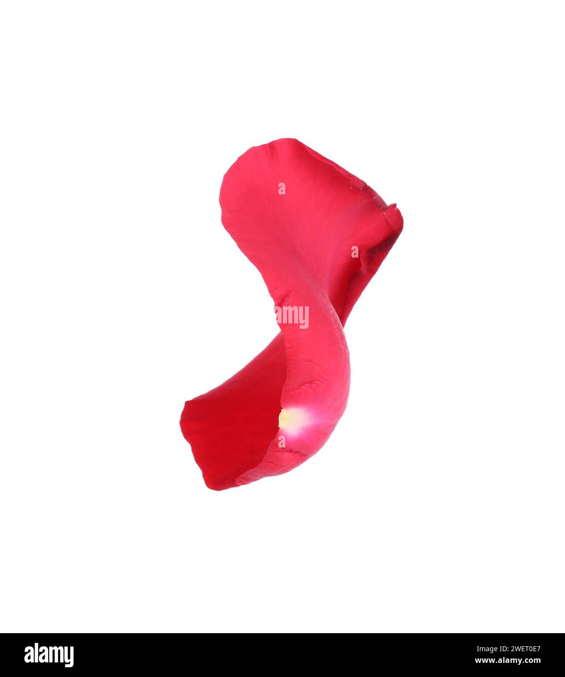 Tender red rose petal isolated on white Stock Photo - Alamy