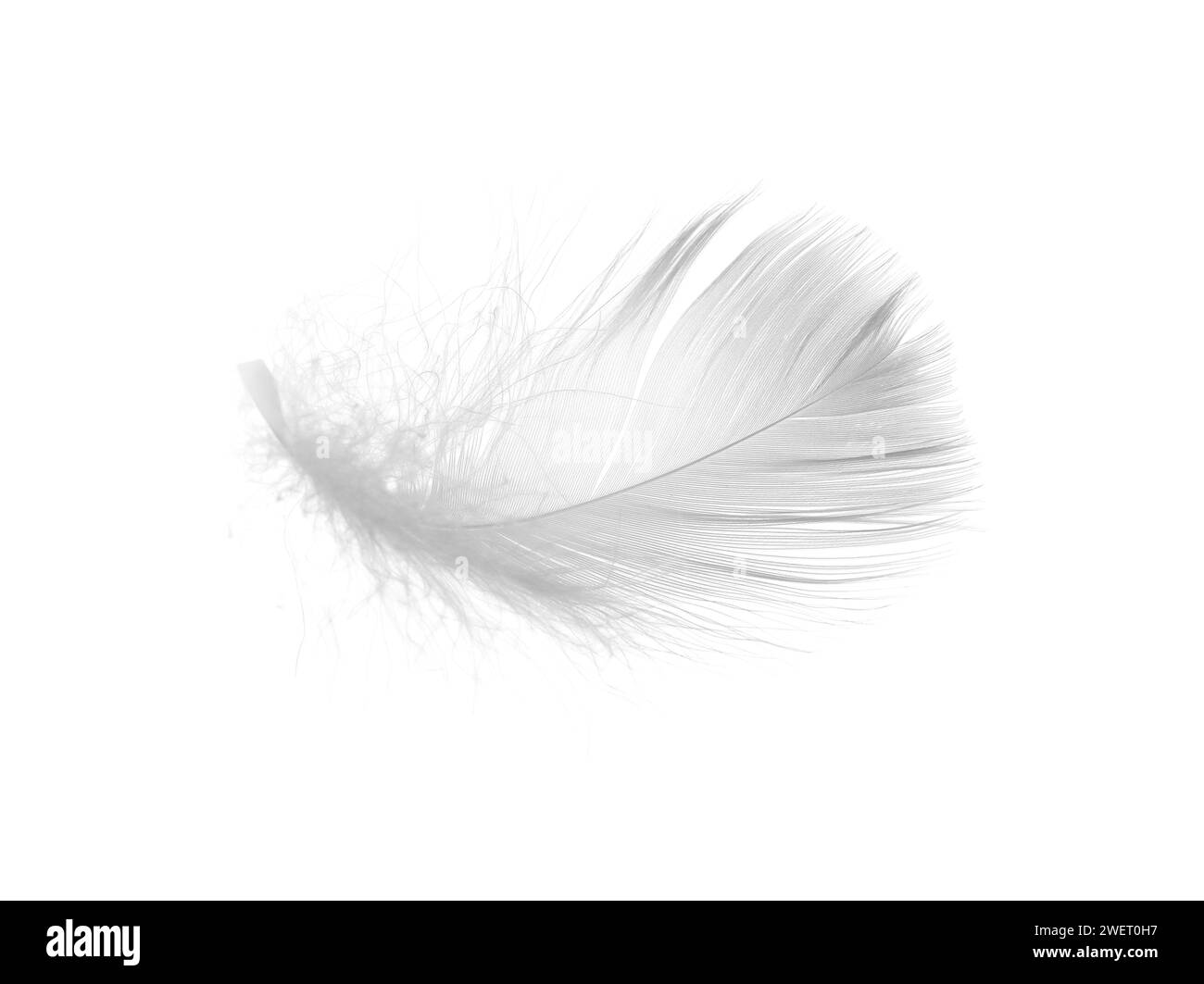 Beautiful fluffy bird feather isolated on white Stock Photo - Alamy