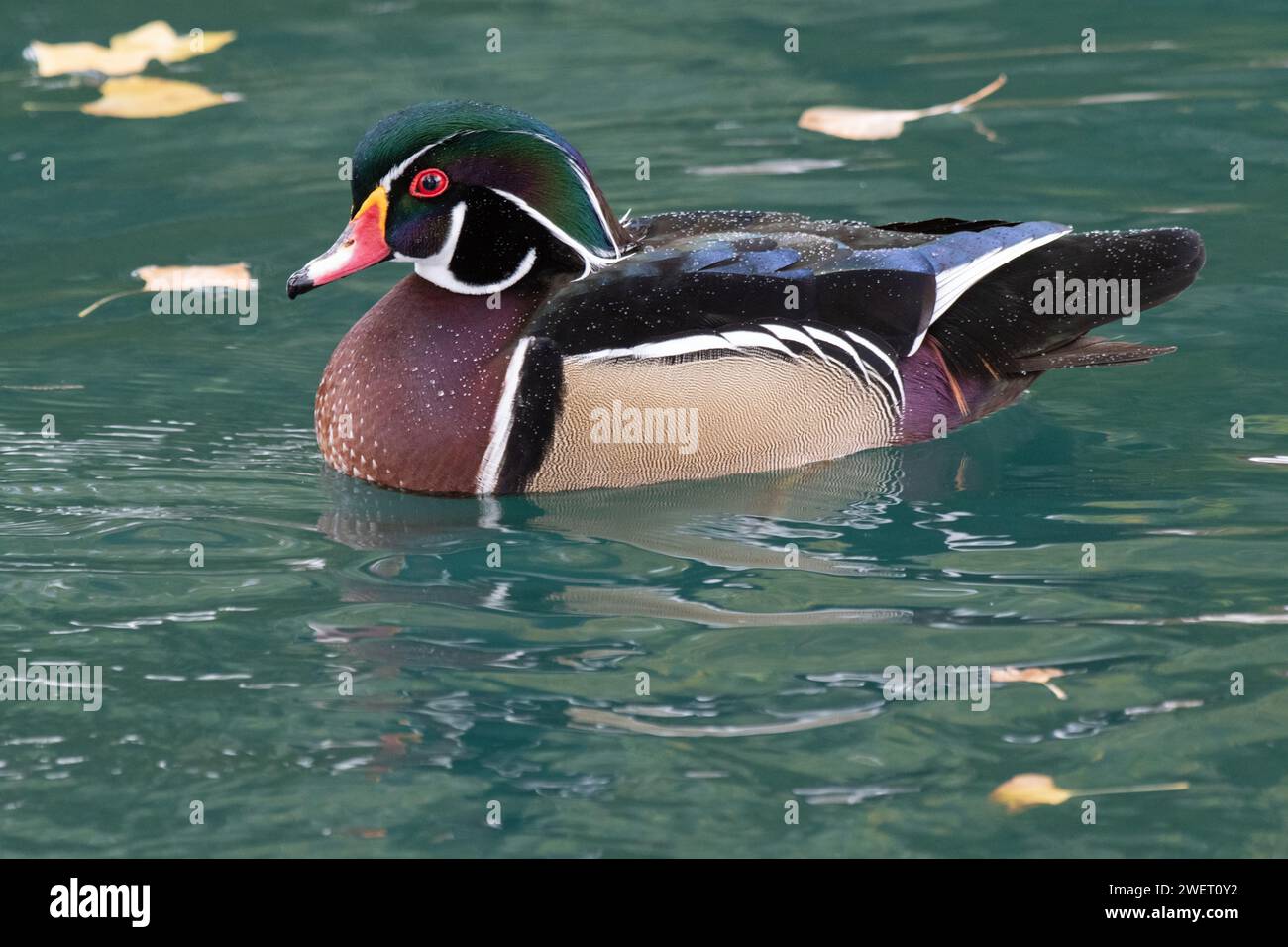 Wood Duck (Aix sponsa Stock Photo - Alamy