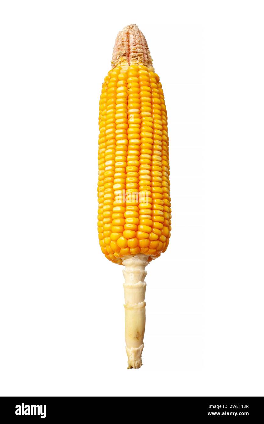 Mature corn cob isolated on white background Stock Photo - Alamy