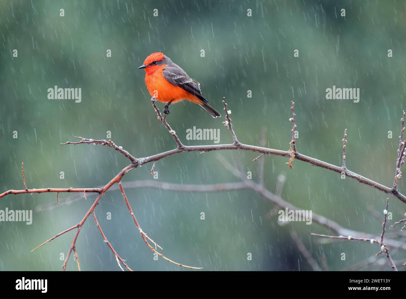 Vermilion Flycatcher (Pyrocephalus obscurus Stock Photo - Alamy