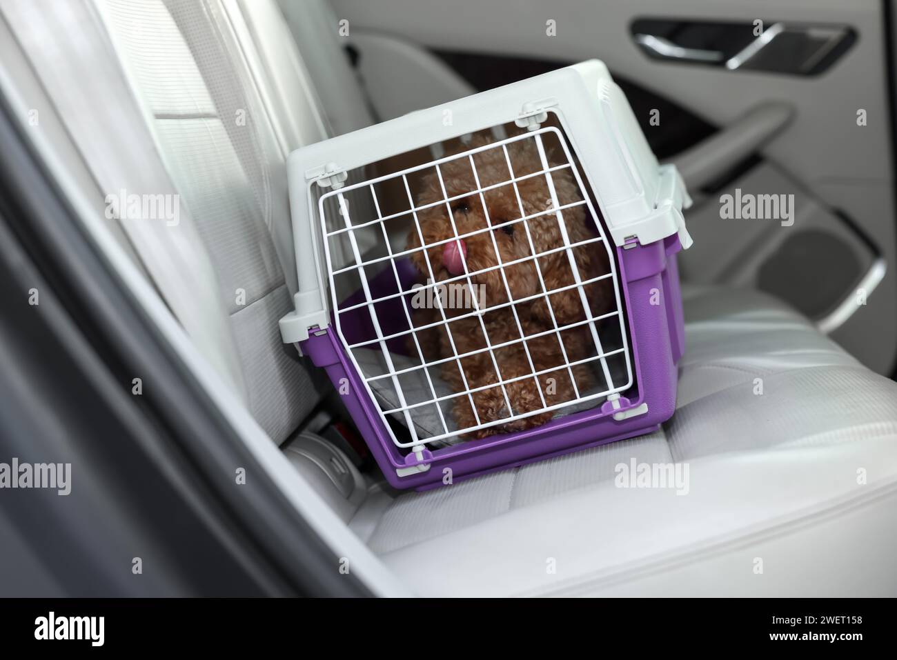Cute dog in pet carrier travelling by car Stock Photo - Alamy