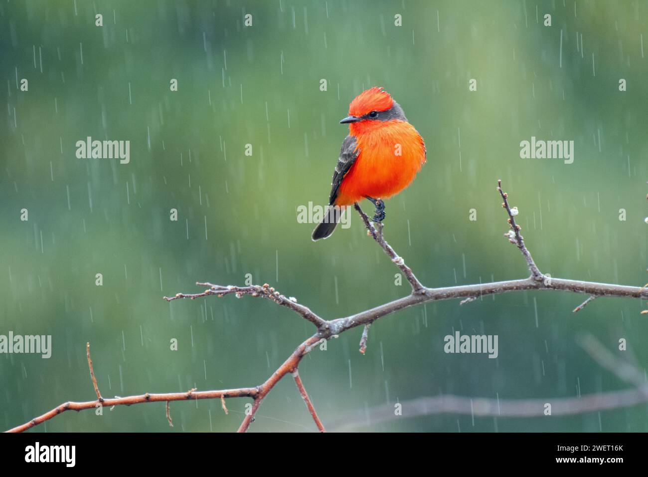 Pyrocephalus obscurus hi-res stock photography and images - Alamy