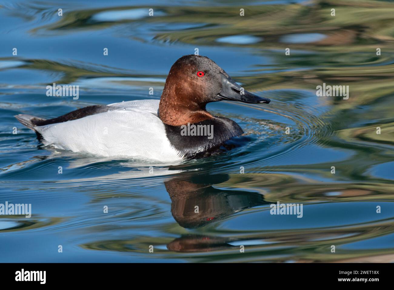 Canvasback aythya valisineria hi-res stock photography and images - Alamy