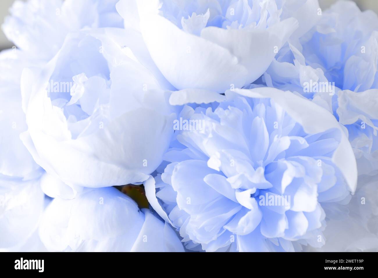 Beautiful light violet peonies as background, closeup view Stock Photo ...