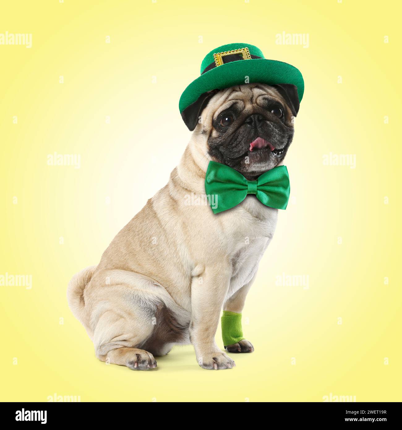 St. Patrick's day celebration. Cute pug dog with green bow tie and ...