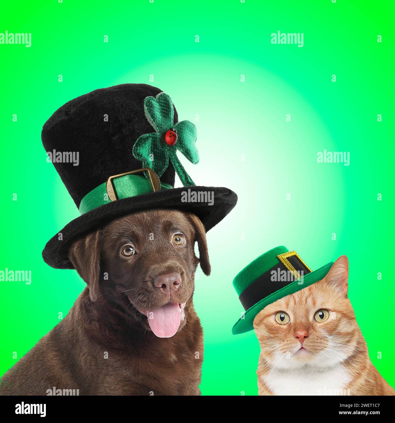 St. Patrick's day celebration. Cute dog and cat in leprechaun hats on ...