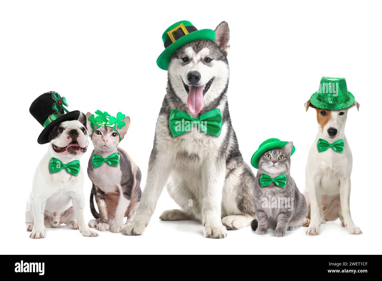 St. Patrick's day celebration. Cute dogs and cats with festive ...