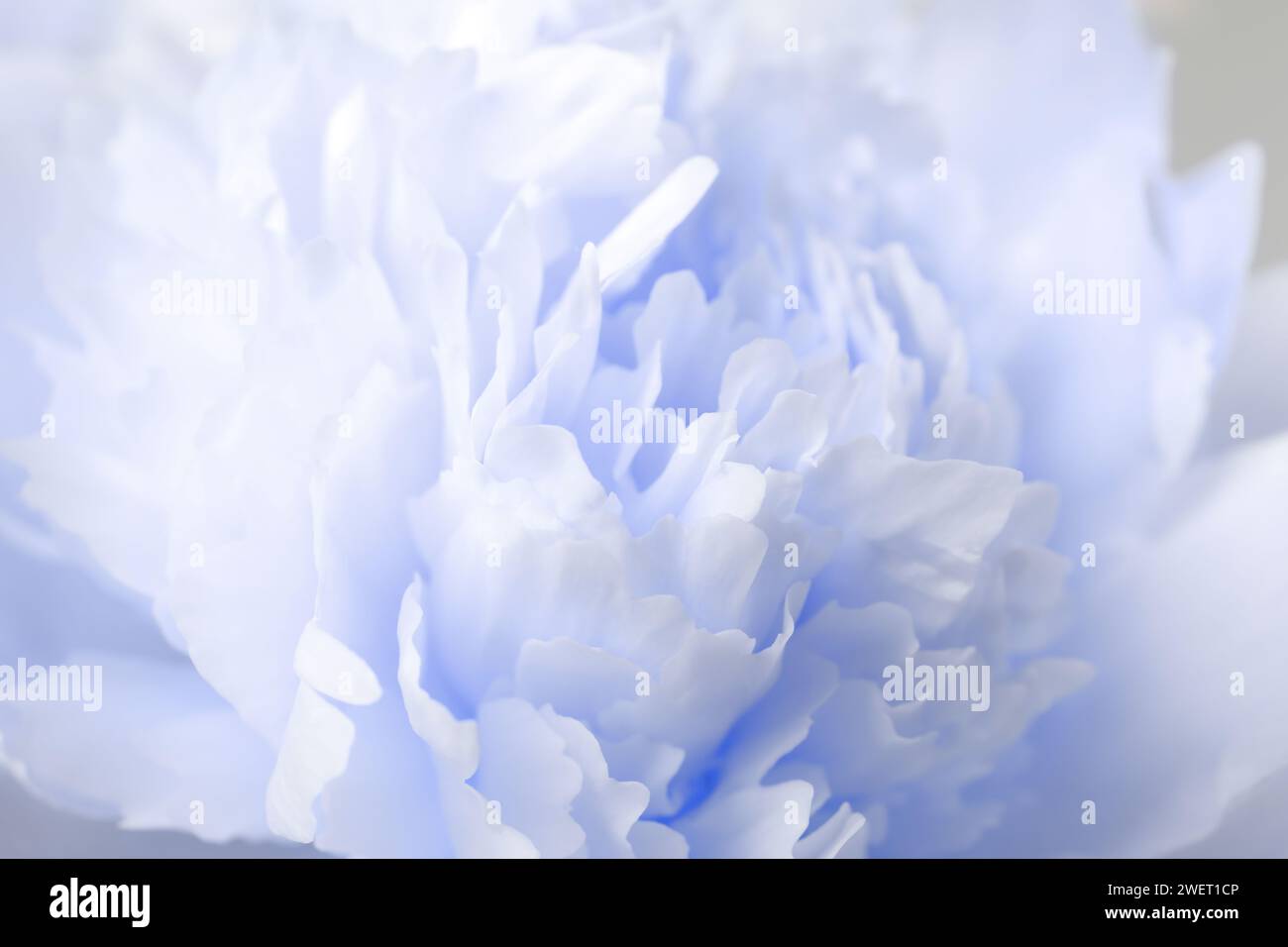 Beautiful light violet peony as background, closeup view Stock Photo ...