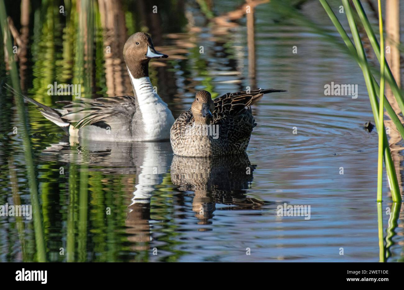 Northern Pintail (Anas acuta Stock Photo - Alamy