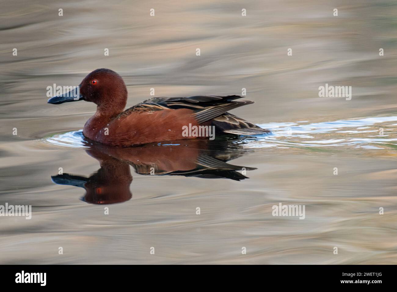 Cinnamon Teal (Spatula cyanoptera Stock Photo - Alamy