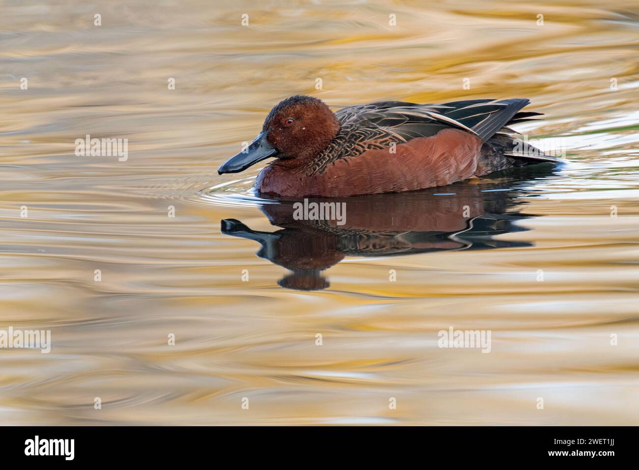 Cinnamon Teal (Spatula cyanoptera Stock Photo - Alamy