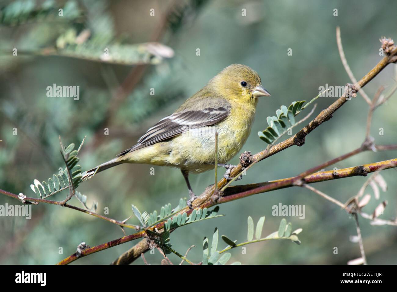 Lesser Goldfinch (Spinus psaltria Stock Photo - Alamy