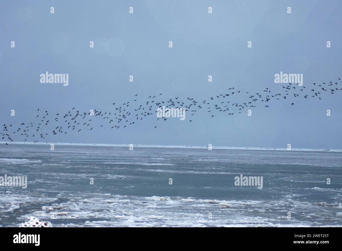 long tail, Clangula hyemalis, (formerly old squaw), ducks in flight ...