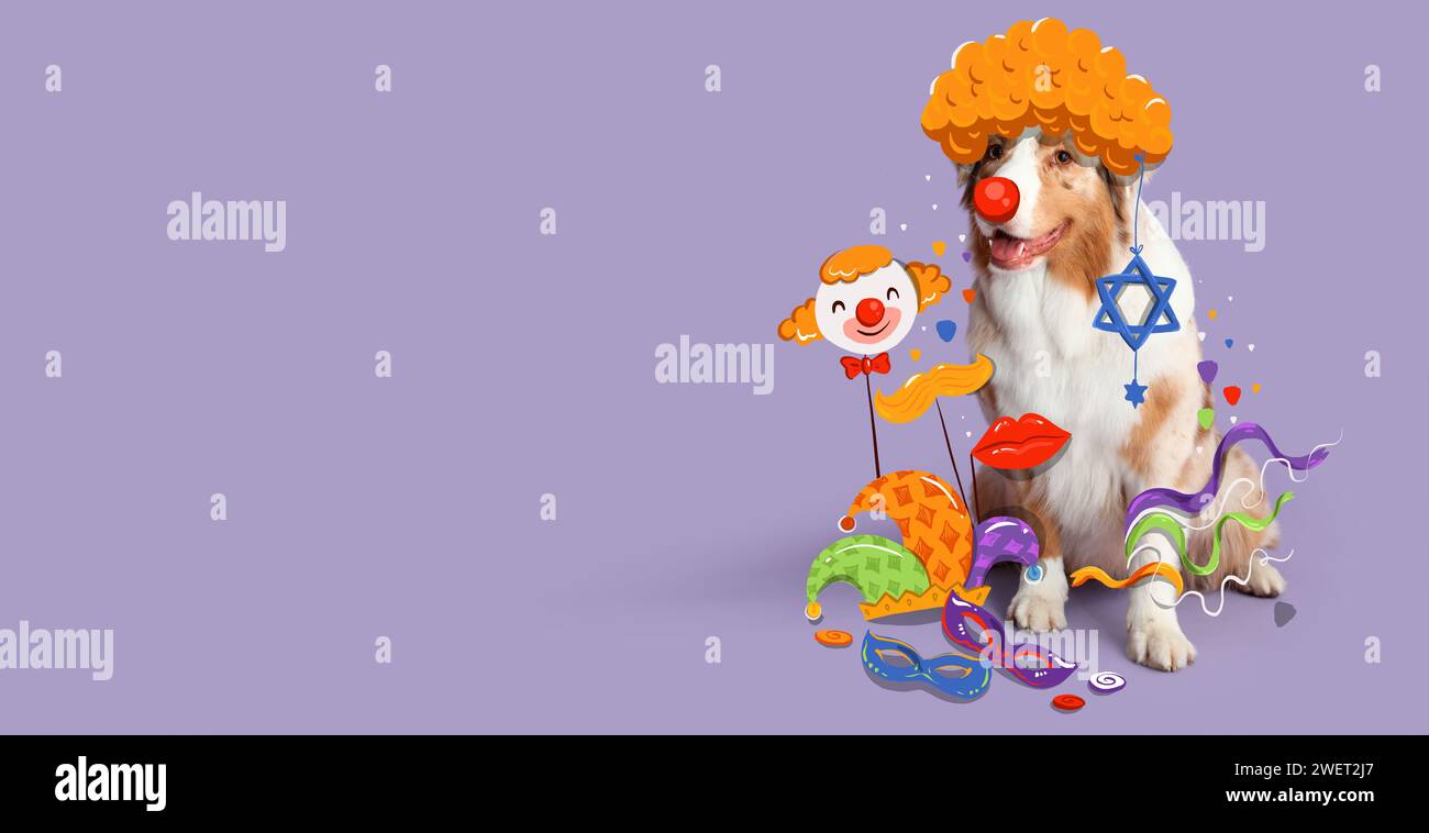 Cute Australian Shepherd dog with carnival disguise and decor on lilac ...
