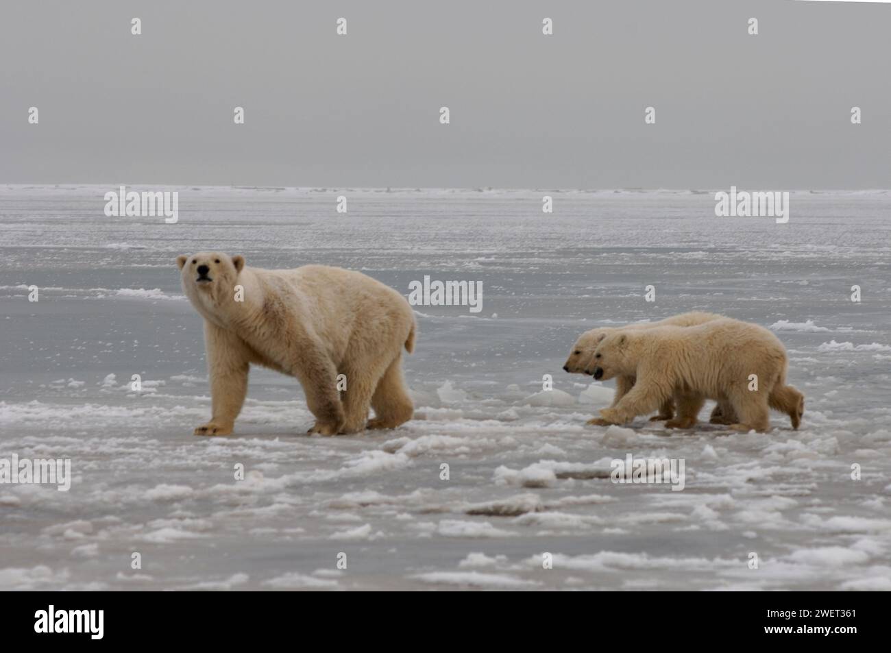 polar bears, Ursus maritimus, sow with cubs walking carefully on soft ...