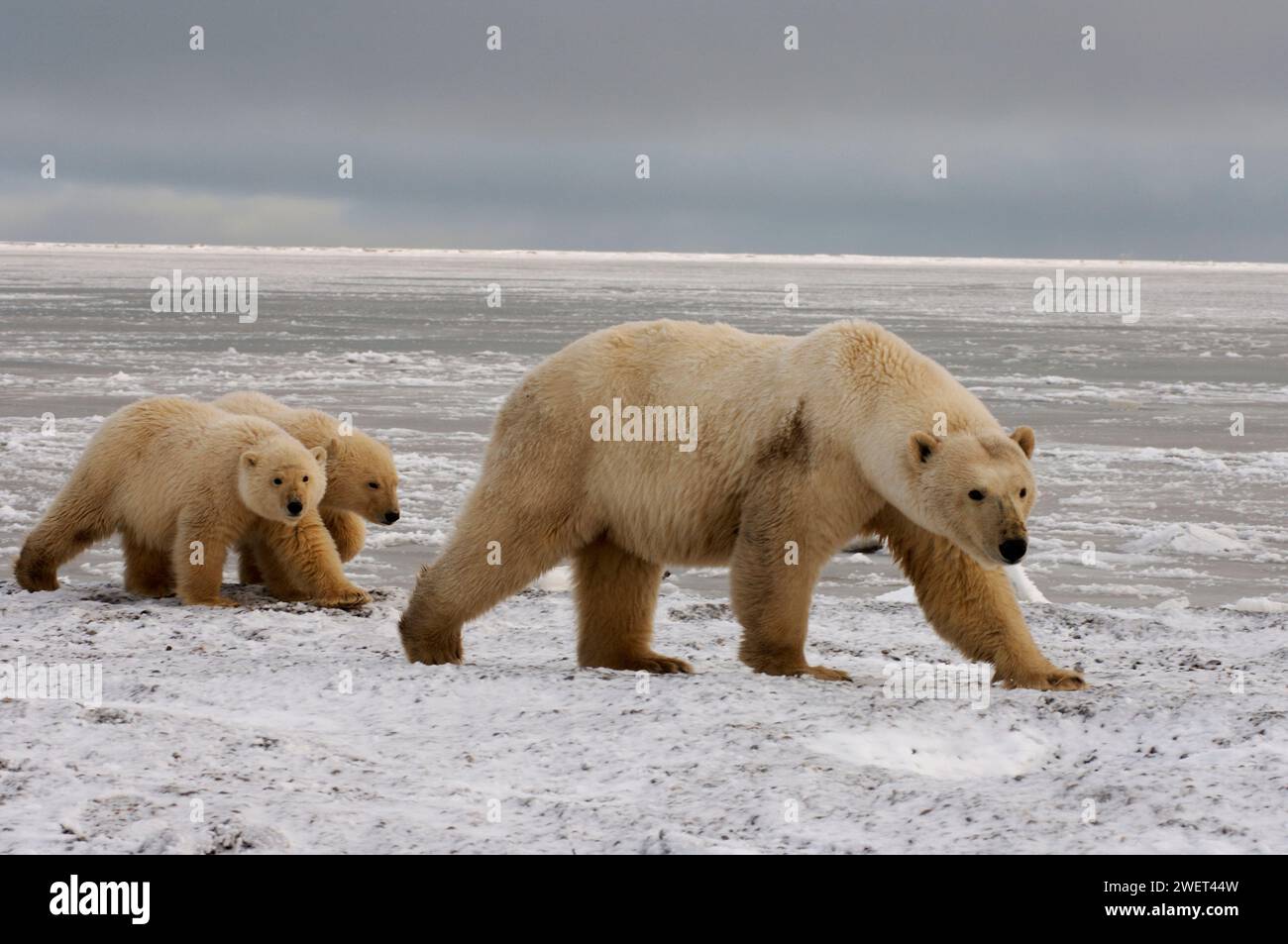 polar bears, Ursus maritimus, sow with cubs looking for food, 1002 ...