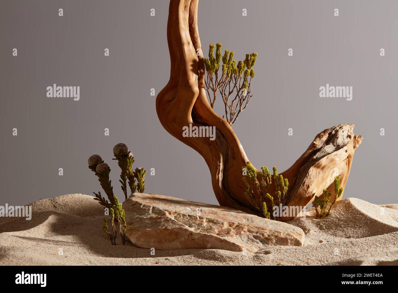 Front view of rock, dry twig, small green tree and sand desert on dark ...