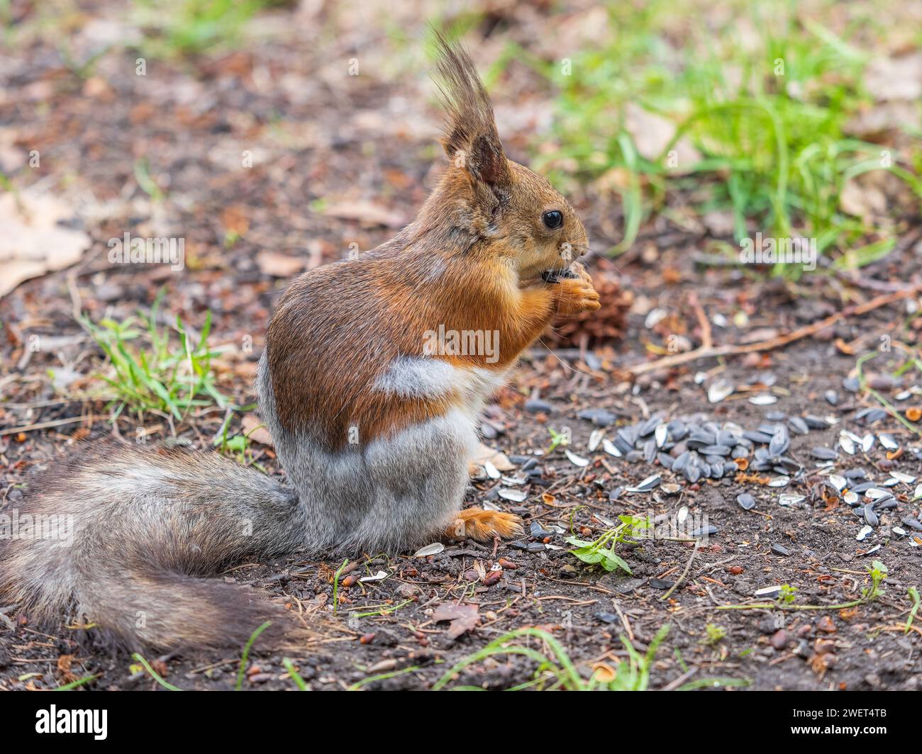 Squirrel eats a nut while sitting in green grass. Eurasian Red squirrel, Sciurus vulgaris ...
