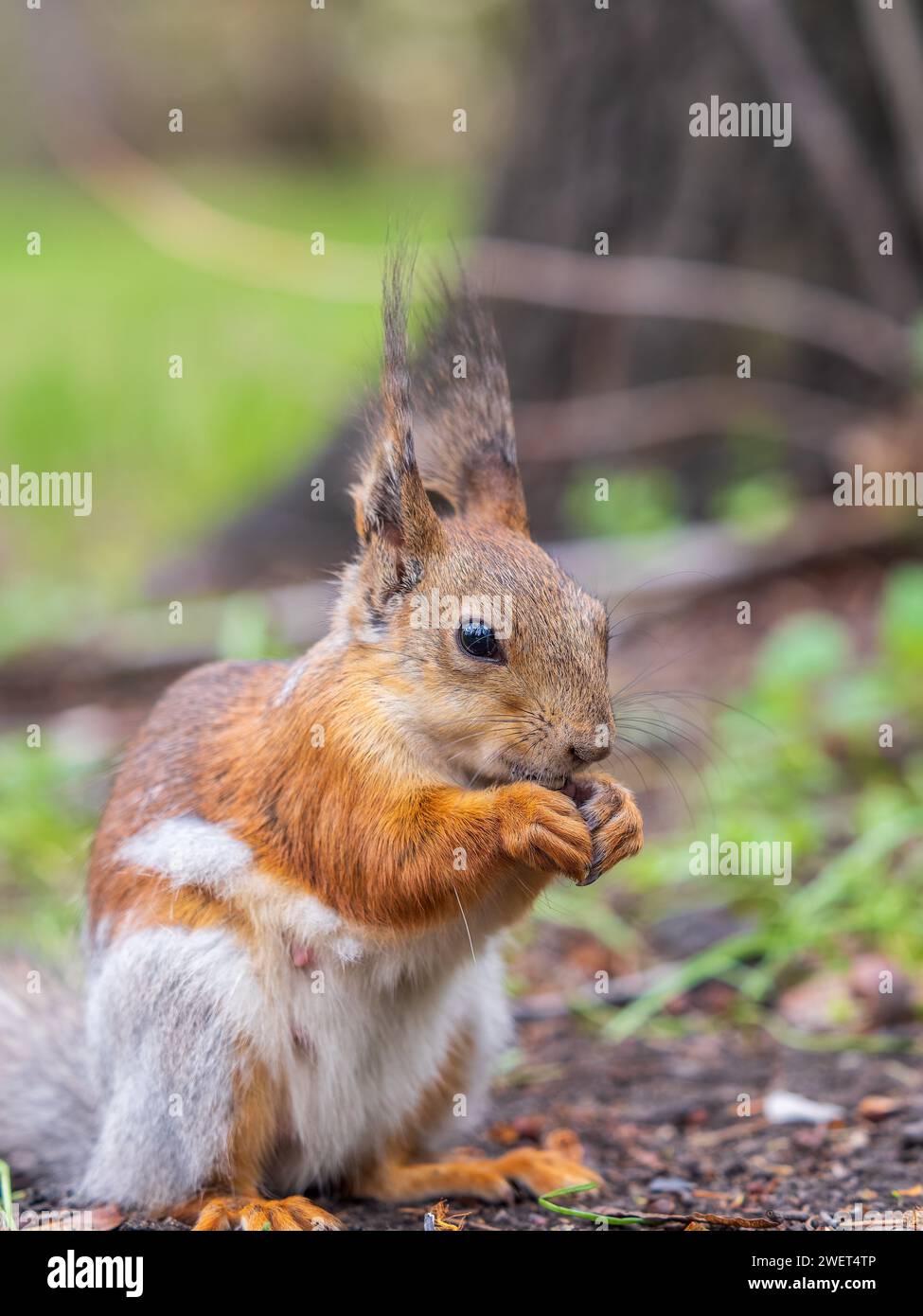 Squirrel eats a nut while sitting in green grass. Eurasian Red squirrel, Sciurus vulgaris ...