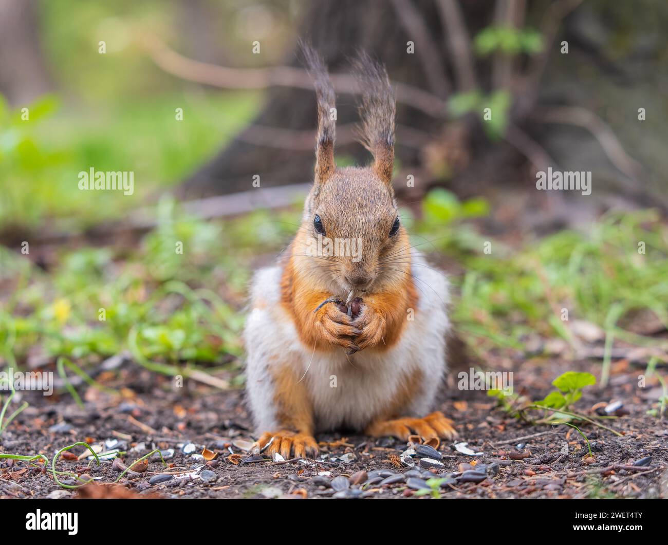 Squirrel eats a nut while sitting in green grass. Eurasian Red squirrel, Sciurus vulgaris ...