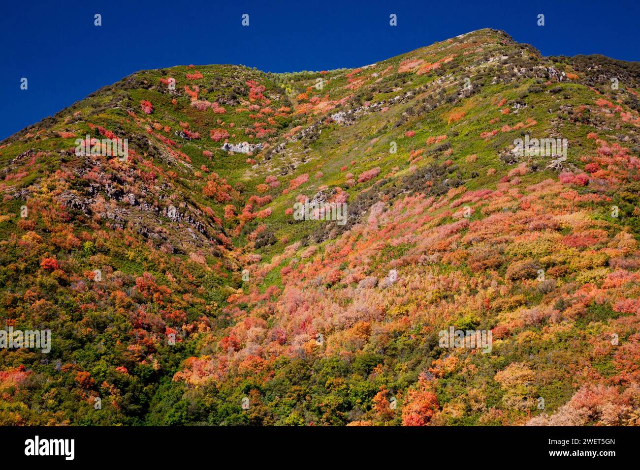 Fall Foliage, Wasatch Mountain Range, Utah Stock Photo - Alamy